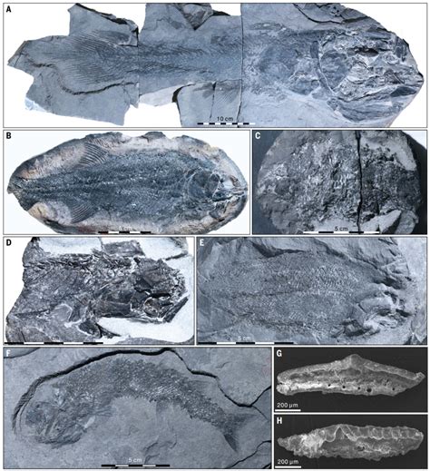 Science宋海军教授团队 《贵阳生物群揭示现代类型海洋生态系统的崛起》 中国地质大学生物地质与环境地质国家重点实验室