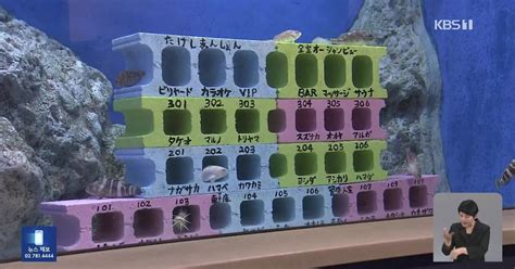 일본 수족관심해 물고기 직접 만져요