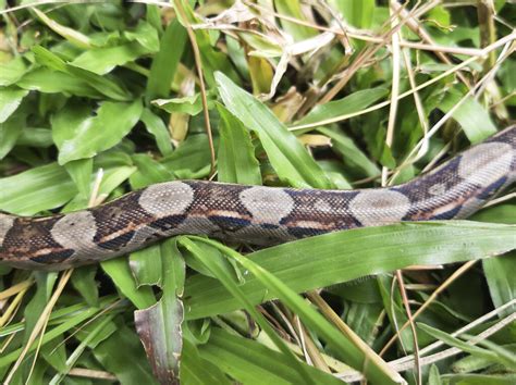 Serpiente Bécquer Serpientes De Costa Rica