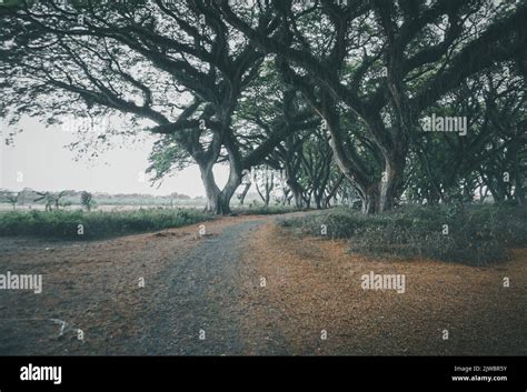 Djawatan Forest Hi Res Stock Photography And Images Alamy