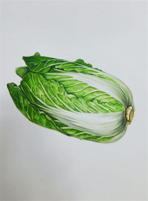 Pin Auf 기초디자인 Gemüse Illustration Aquarell Früchte Früchte Und Gemüse