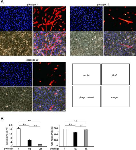 Effect Of Replicative Senescence On Myogenic Differentiation Of C2c12
