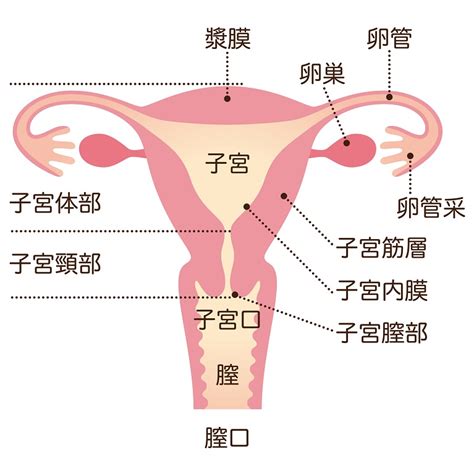 子宮筋腫子宮内膜症子宮腺筋症大阪市中央区のラクォール本町クリニック