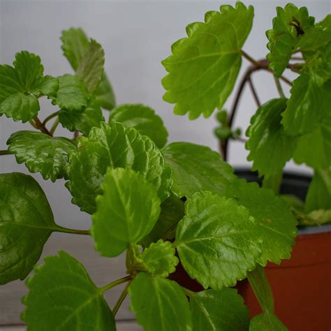 Dólar Pequeñas Flores Blancas Planta Del Dinero Flores Blancas