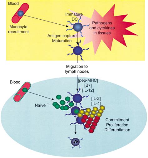 Regulation Of T Cell Immunity By Dendritic Cells Cell