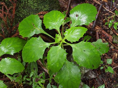 ダンドボロギク Erechtites キク科Asteraceae