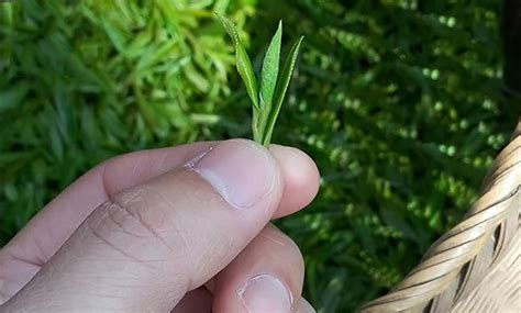 福鼎白茶和政和白茶有什么区别，哪个最正宗？ 搜狐大视野 搜狐新闻