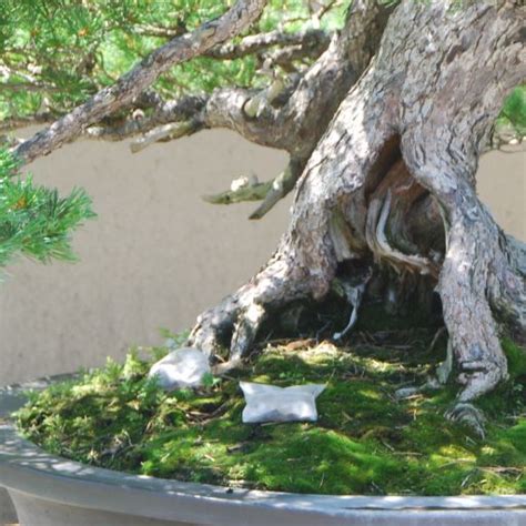 Can Any Moss Be Used For Bonsai