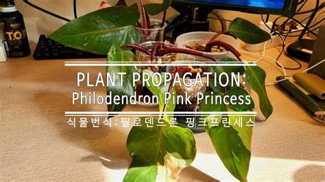 식물번식 친구 보내줄 필로덴드론 핑크 프린세스 자르는 영상 Youtube