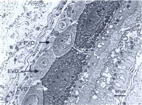 Sagittal Section Through Gonadal Tissue Of An Intersex Of Gammarus