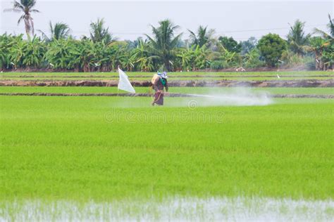 Farmer Spray The Fertilizer In Rice Field Stock Image Image Of
