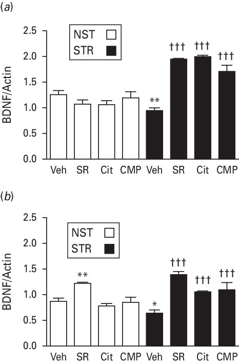 Hippocampal Expression Of Brain Derived Neurotrophic Factor Bdnf In Download Scientific