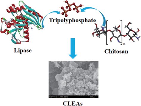 Preparation And Characterization Of A Nontoxic Cross‐linked Lipase Aggregate By Using Sodium