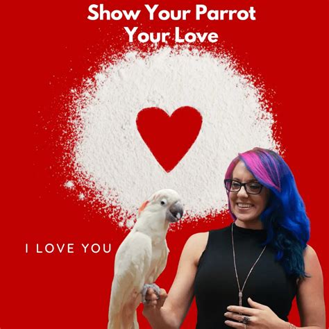 6 Ways To Show Your Parrot Your Love How To Make Your Parrot Love You