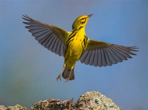 Support Our Cause Birds Cornell Lab Of Ornithology