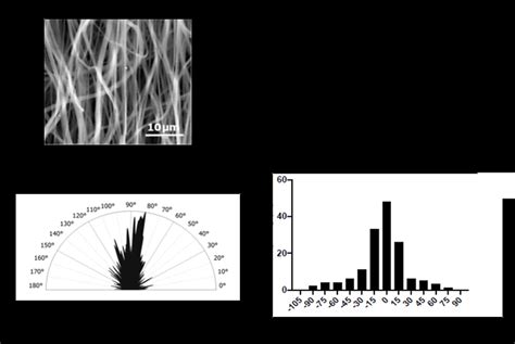 2 Characterization Of Electrospun Fibers A Sem Images Showing The