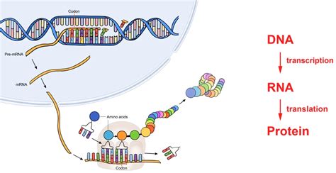 Dna Translation Tool Vectorbuilder