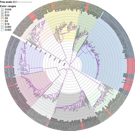 Neighbor Joining Tree Of The Partial Vp1 Gene Of The Ev B Strains In