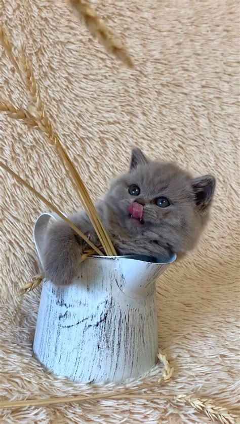 Evcil Kedi Fiyatları