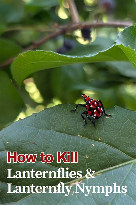 How To Catch And Kill Lanternflies Diy Danielle®