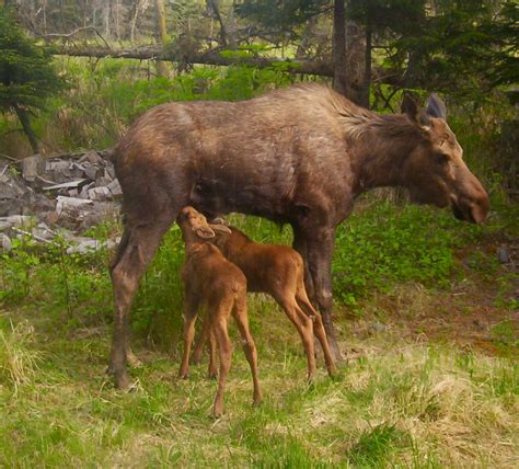File Moose Calves Nursing  Wikipedia