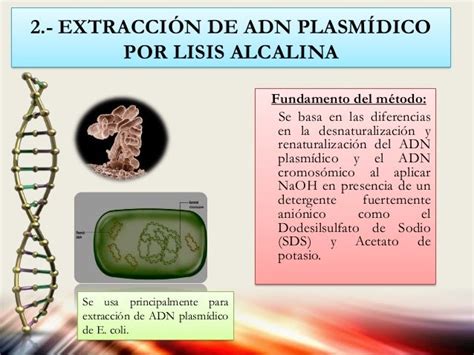 Extraccion De Adn Arn Y Proteinas