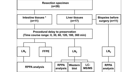 Variability Of Protein And Phosphoprotein Levels In Clinical Tissue