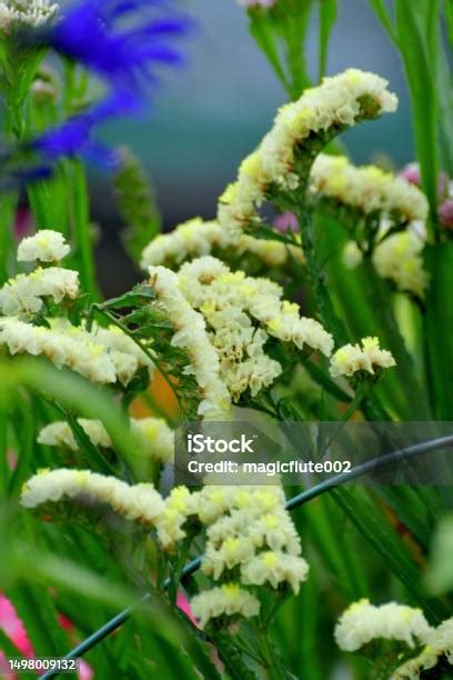 Limonium Sinuatum Statice 종이 같은 깔때기 모양의 꽃이 빽빽하게 모여 있습니다 0명에 대한 스톡 사진 및