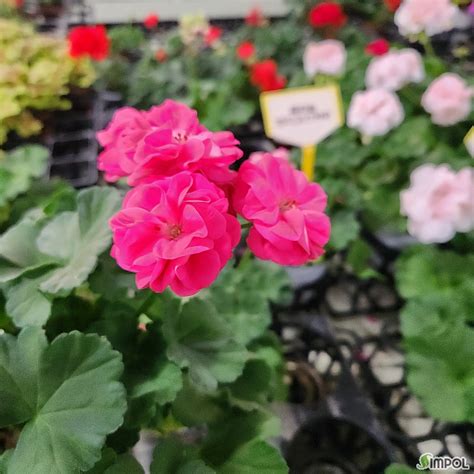 심폴 Simpol 심폴 Simpol Added A New Photo