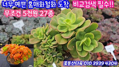 24224 홍매화철화 강추🌼 무조건 5천원 27종🌼 예쁜군생들 그리고 쪼꼬미15종세트🌼 꽃동산다육 010 3939 4304