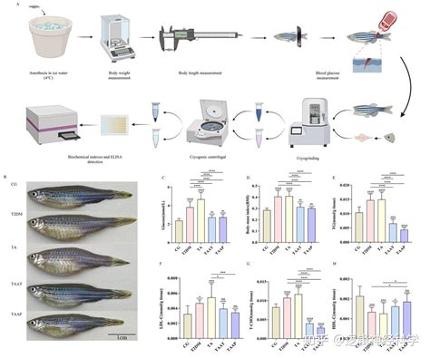 Microbiol Spectr︱温州大学孙达团队利用巴氏杀菌处理后的嗜粘蛋白阿克曼氏菌改善糖尿病合并阿尔茨海默症 知乎