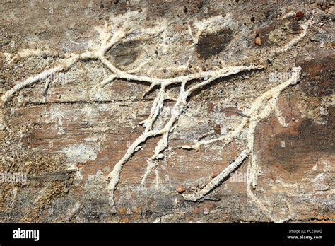 Serpula Lacrymans Dry Rot Rizomorphs On Wood This Is The Most