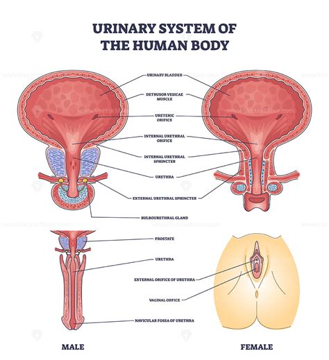 Male Urinary System Diagram