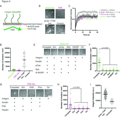 Phase Separation Is Sufficient To Reconstitute Kindlin Dependent