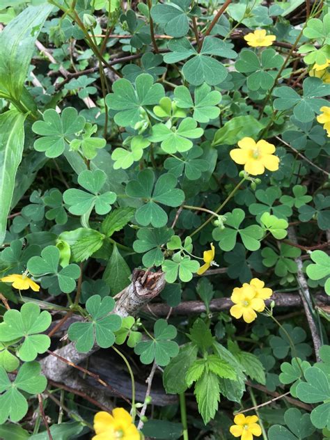 Oxalis Chnoodes From Caparra NSW 2429 Australia On October 14 2021 At