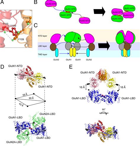 Separation Of Domain Contacts Is Required For Heterotetrameric Assembly