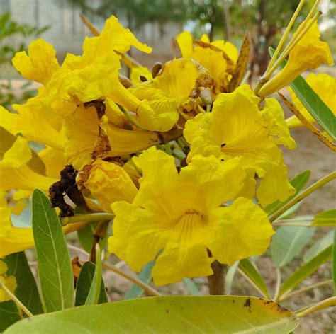 သမန္တလင်း ပညာပါရမီ ပရဟိတကျောင်း ၊ တောင်ကြီးမြို့နယ်၊ သမန္တလင်း ကျေးရွာ။ သမန္တလင်း ပညာပါရမီ