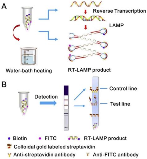 A Figure Illustrates The Working Principle Of Rt Lamp Rna From The