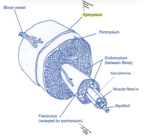 Muscle Structure Function Flashcards Quizlet