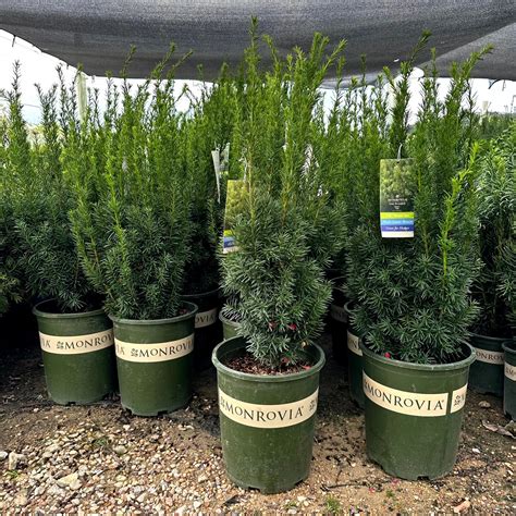 Hicks Yew Monrovia Privacy Yew Hedges And Shrubs En 2024