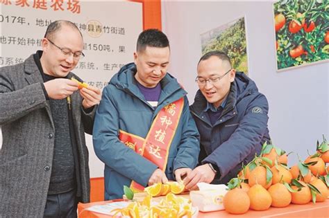深度聚焦品青神椪柑 寻东坡初恋 眉山网眉山新闻网主流媒体 眉山门户