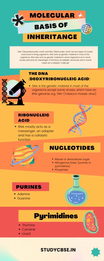 [latest] molecular basis of inheritance mcq assertion 2024
