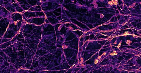 Five Facts About Memory And Stowers Institute For Medical Research