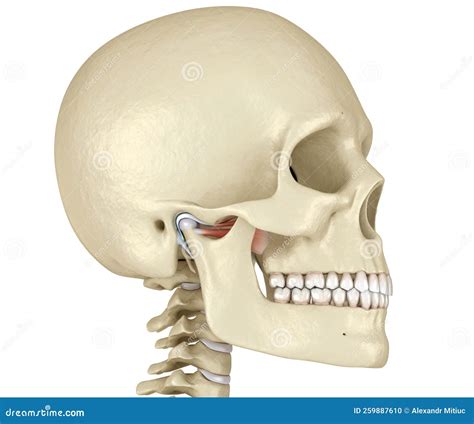 Tmj The Temporomandibular Joints Healthy Occlusion Anatomy Stock