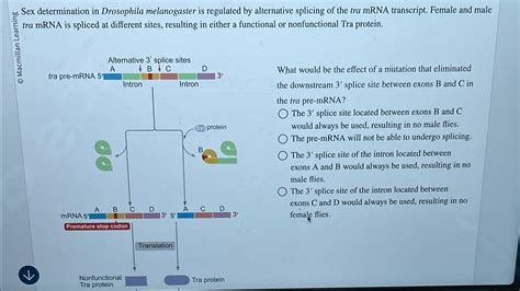 Solved Sex Determination In Drosophila Melanogaster Is