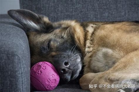 和狗狗一起睡觉，是否会影响健康？ 知乎