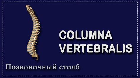 ПОЗВОНОЧНЫЙ СТОЛБ АНАТОМИЯ ПОЗВОНОЧНИКА ДЛЯ СТУДЕНТОВ МЕДИКОВ 1