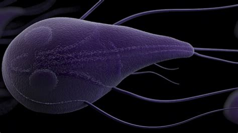 Giardia Intestinalis Mt Dialog