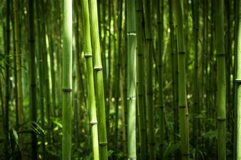 Is Bamboo A Good Material For Sunglasses
