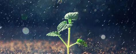 What Is The Effect Of Phosphorus On Cropswhat Symptom Does Crop Lack